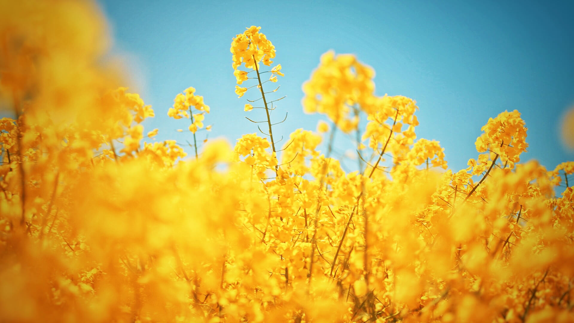 Production. Passion. Perspective. - Power Oil Rostock